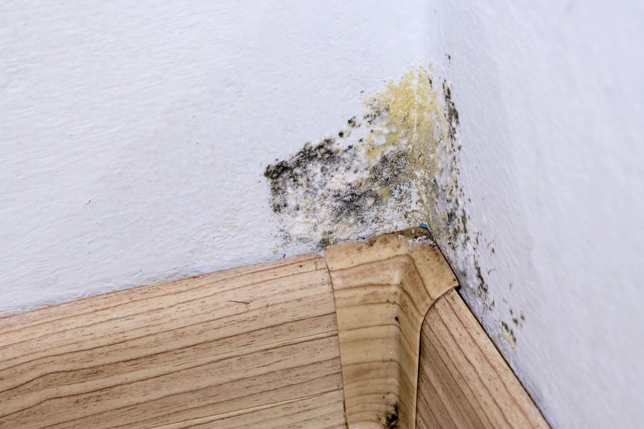 mold in walls - Indoor Green Solutions | Mold Removal in Washington DC